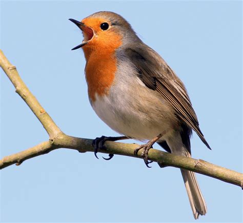 Rotkehlchen NABU Vogeltrainer