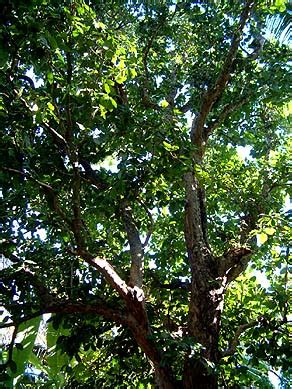 Yap Ulithi The Land The Forest