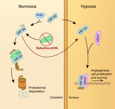 Hypoxia Inducible Factors Proteopedia Life In D