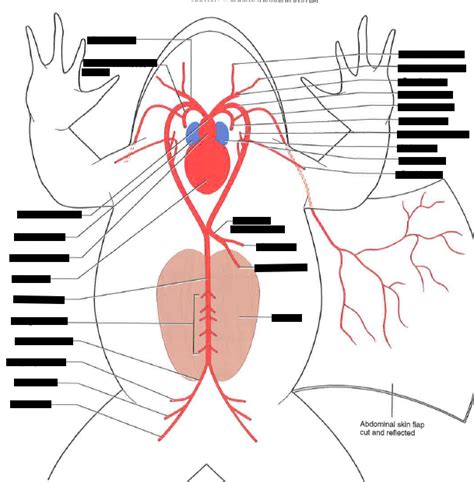 Frog Circulatory System Arteries Diagram Quizlet
