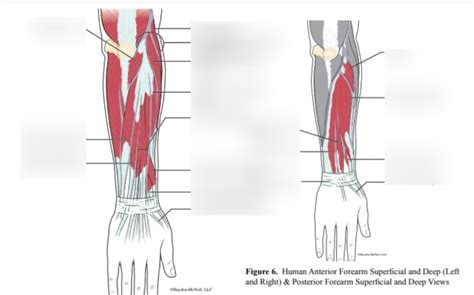 Posterior Forearm Superficial And Deep Diagram Quizlet