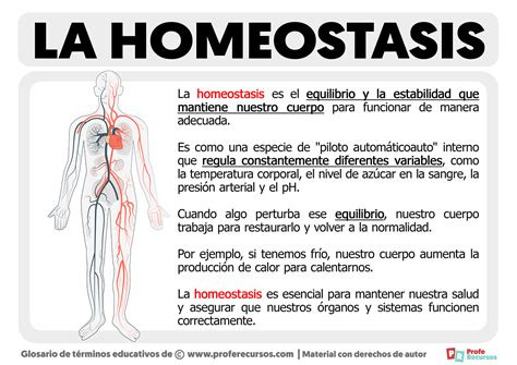 Qué es la Homeostasis Definición de Homeostasis