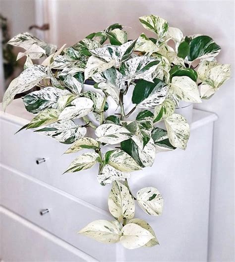 Comment Cultiver Le Pothos Reine Des Neiges Soins Du Pothos Reine Des