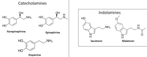 Dopaminergic Serotonergic Flashcards Quizlet