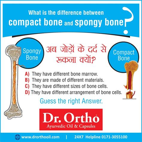 Difference Between Compact Bone Spongy Bone