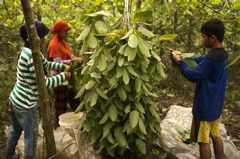 Thailand And The Kratom Leaf Everything You Need To Know CTN News
