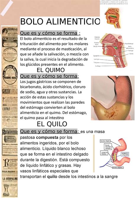 BLOG DE CIENCIAS NATURALES DE QUINTO EL PROCESO DIGESTIVO
