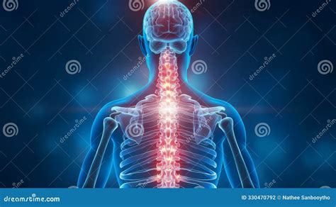 Human Spinal Column With Backbone And Spine Skeletal Anatomy Outline