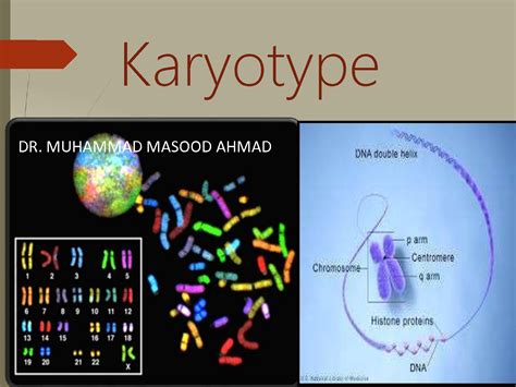 SOLUTION What Is Karyotyping How To Perform It A Comprehensive Guide