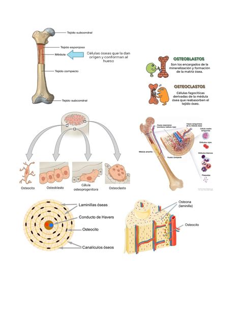 Im Genes Sistema Seo Y Articular Biolog A Studocu