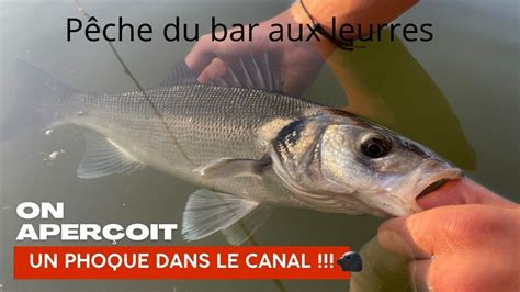 Gros bar aux leurres 55 cm Pêche du bord en normandie Un PHOQUE nous
