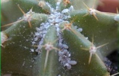 Macchie Bianche Sui Cactus Cosa Sono E Come Curarle Cactus Piante