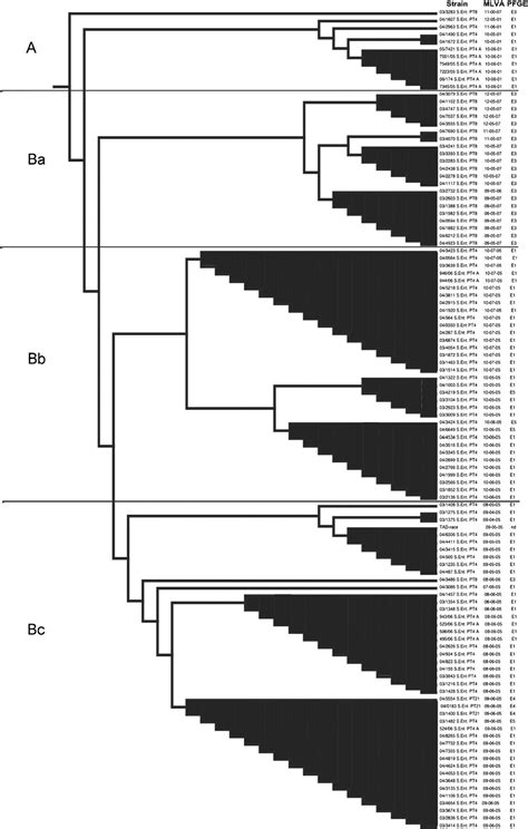 multiple locus variable number tandem repeat analysis for subtyping of salmonella enterica subsp