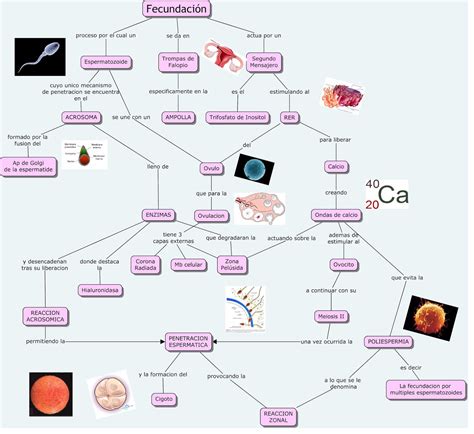 Blog de evidencias de Fisiología Básica Kevin Miller Zazueta Fecundación