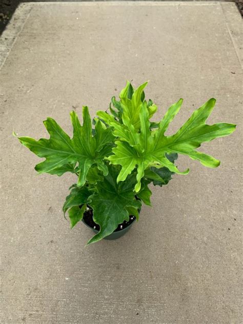 8 Philo Dragon Tail HB Tri State Foliage In House Availability