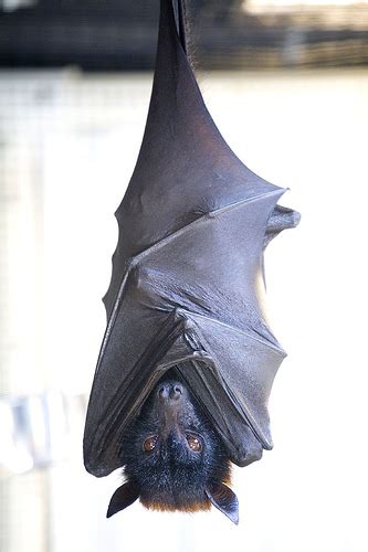 Chauve Souris Dans La Maison Symbolique Ventana Blog