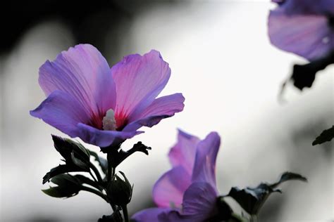 锦葵花园 芙蓉 紫罗兰花 Pixabay上的免费照片 Pixabay