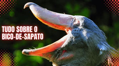 Conhe A O Magn Fico Bico De Sapato Ave Caracter Sticas Pr