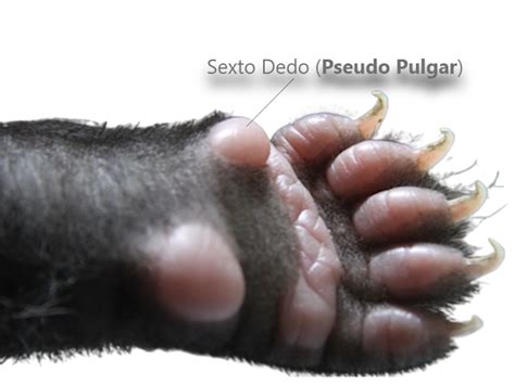 Datos Curiosos De Los Pandas PequeSanti