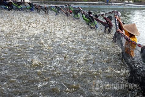 Panen Udang Vaname Foto Tribunnews