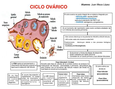 Fases Del Ciclo Ovarico
