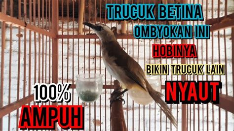 Suara Alam Liar Trucuk Betina Memanggil Jantan Ini Suka Bikin