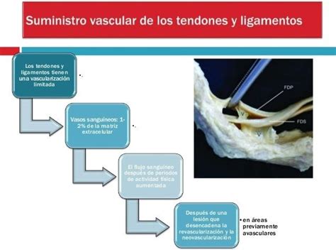 Biomecanica De Tendones Y Ligamentos Mind Map