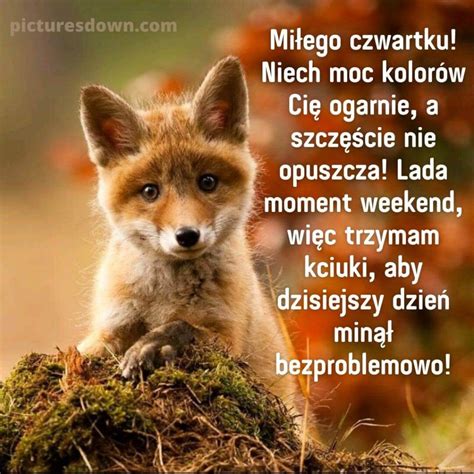 Obrazek Na Czwartek Z Napisami Lis Picturesdown