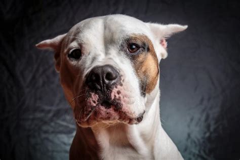 Cómo saber si tu perro está enfermo 14 síntomas para preocuparse