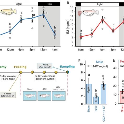 optimization of sex steroid supplementation protocol shows the recovery download scientific