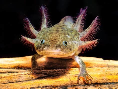 Ajolote De Xochimilco Ambystoma Mexicanum