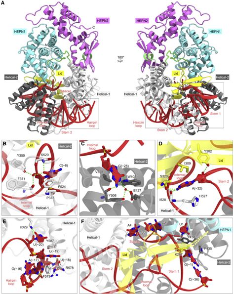Structure And Engineering Of The Minimal Type VI CRISPR Cas13bt3