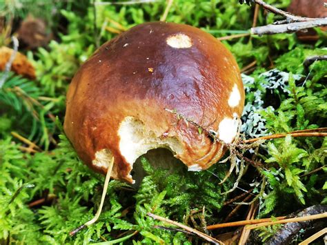 Porcini Mushroom Brown Free Photo On Pixabay
