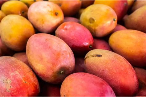 Beneficios Da Manga Para Sua Saude Veja Isso Dicas Caseiras