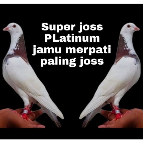Jual Bisa Bayar Ditempat Jamu Merpati Super Joss Platinum SJP Jamu