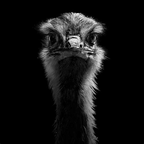 Amazing Black And White Animal Photography By Lukas Holas Fotografía