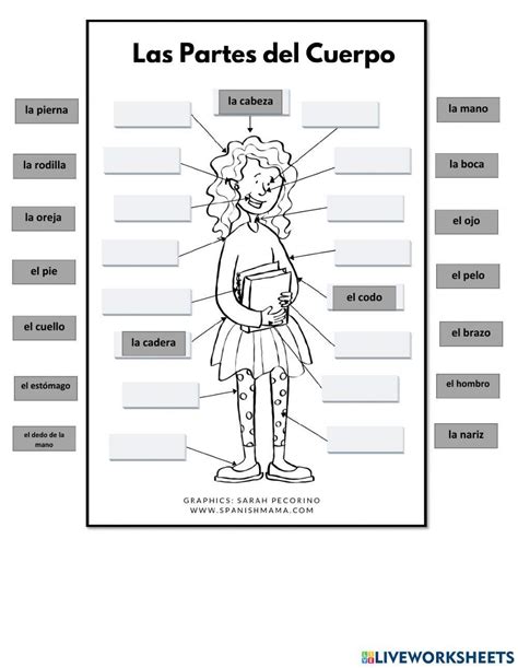 Body Parts Spanish Worksheet Live Worksheets Worksheets Library