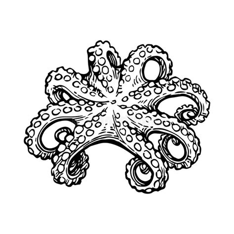 Octopus Ink Sketch Stock Vector Illustration Of Sketch 96161633