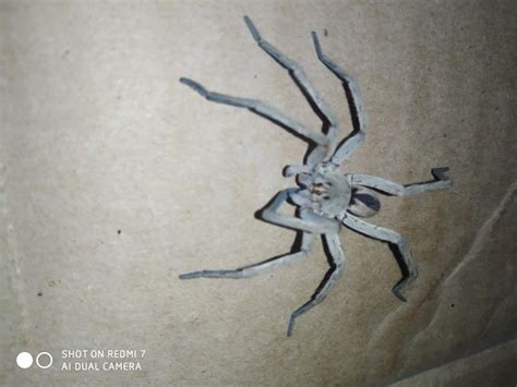 Burrowing Wolf Spiders From Santa Mar A Coronango Pue M Xico On