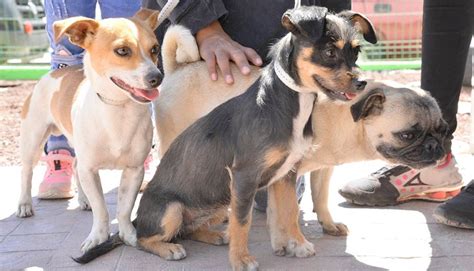 Convoca el Gobierno Municipal a la campaña de esterilización canina y