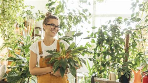 Feng Shui 3 Plantas Que Debes Tener En Tu Hogar Para Canalizar La
