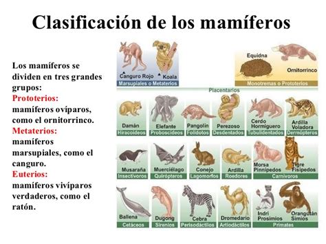 Cuadros sinópticos sobre mamíferos Características y grupos Cuadro