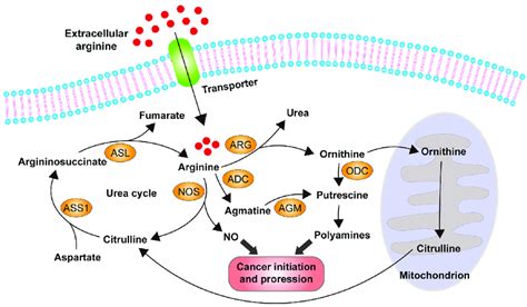 The Diagram Illustrates The Metabolic Pathways Of Arginine In Human