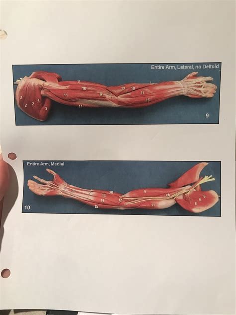 Muscles Diagram Quizlet