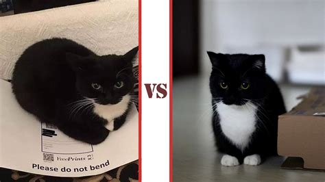 CAT CLASH Maxwell Vs Uni Friday Night Funkin Mods