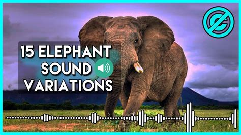 15 Elephant Sound Variations In 30 Seconds No Copyright YouTube