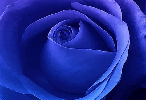 Álbum 200 rosas azules reales Abzlocal mx