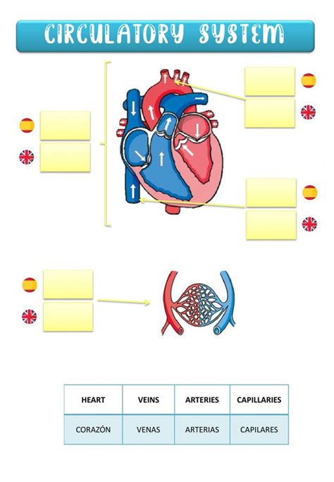 Circulatory System Sistema Circulatorio Worksheet Human Body