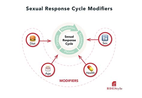 what happens in our bodies during sex the sexual response cycles