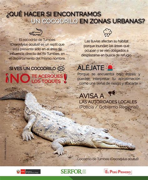 Actualizar 54 Imagen Porque Se Extingue El Cocodrilo Abzlocal Mx